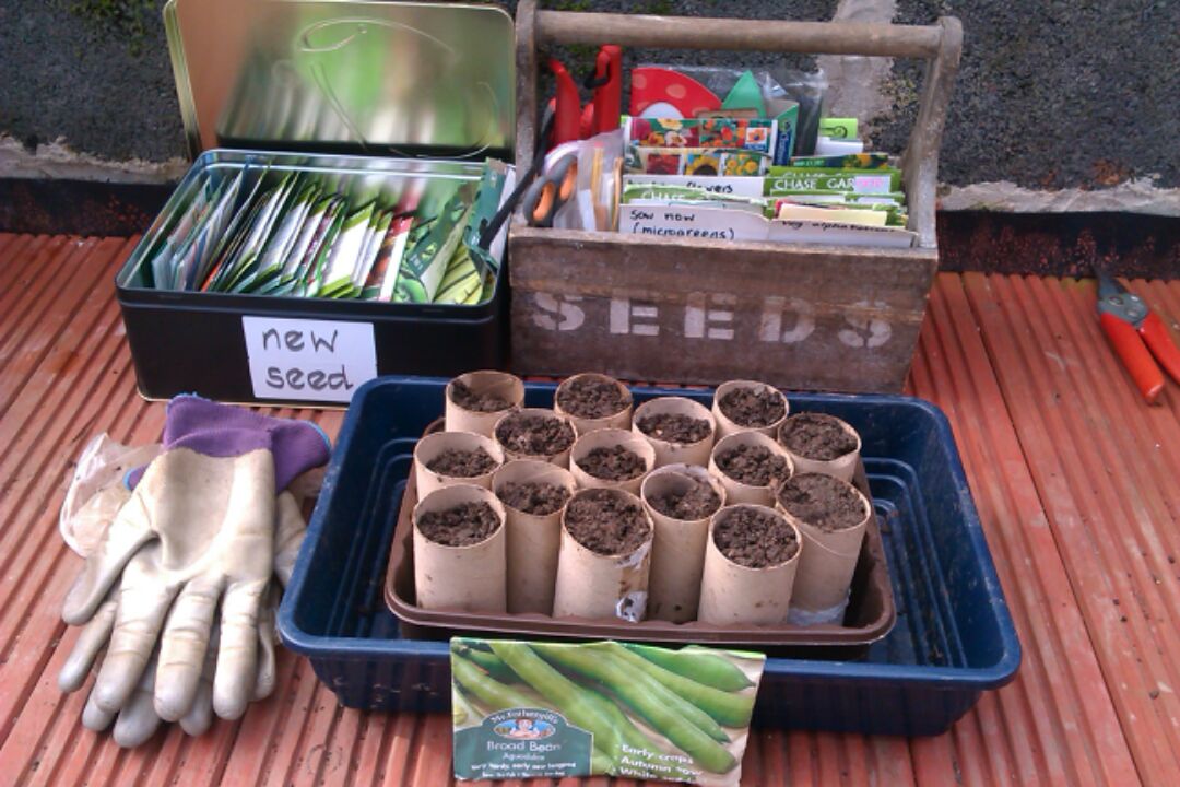 Seeds and Pickles – Tyrannell